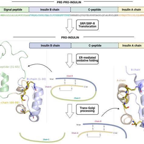 Representation Of The Process From Pre Proinsulin To Mature Insulin On Download Scientific