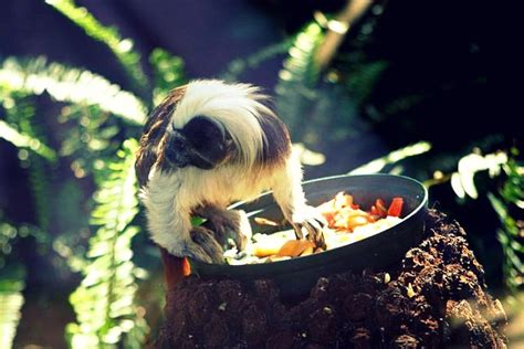 Sexy Monkey By Skullymanfan On Deviantart