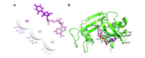 A Schematic Illustration And 3d Representation Of Rnase 1 Subsite Download Scientific Diagram