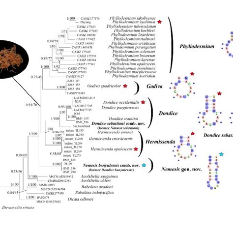bayesian phylogenetic tree based on the concatenated dataset h3 16s
