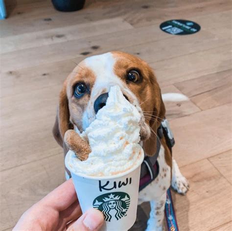 Starbucks Spreads The Love To Pups And You Guy Gal Conner