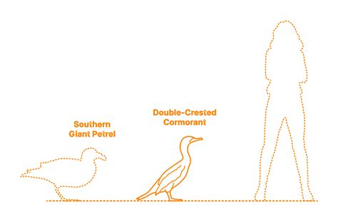 Double Crested Cormorant Phalacrocorax Auritus Dimensions And Drawings