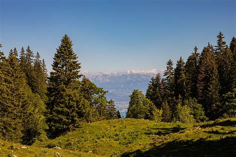 사진 옥외 자연 나무 숲 풍경 녹지 잔디 산 계곡 Hd 배경 화면 Wallpaperbetter