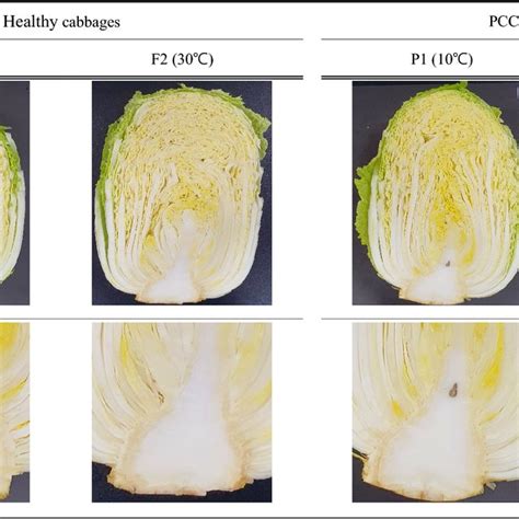 Comparison Of Pectobacterium Carotovorum Subsp Carotovorum Pcc Download Scientific Diagram