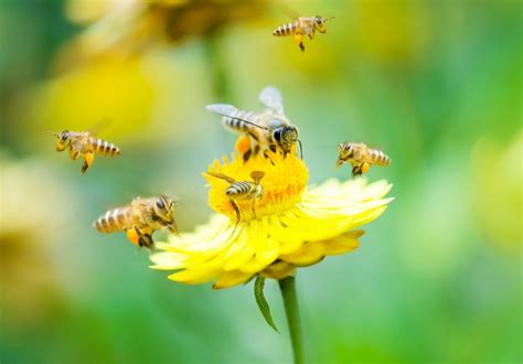 What Colors Are Bees And Wasps Attracted To Color Meanings