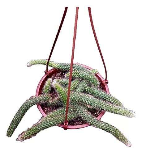 Cacto Rabo De Macaco Vaso Formado