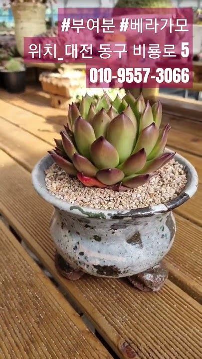 베라가모와 부여분 다육이 키핑장 화분 Youtube