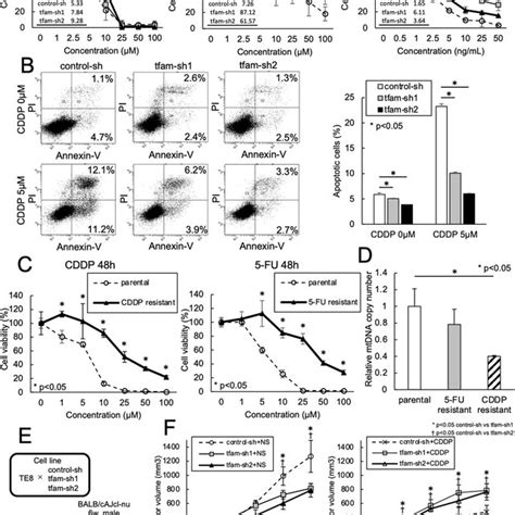 Relationship Between Mtdna Mitochondrial Membrane Potential And Dna