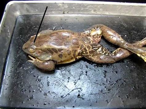 Frog Anatomy And Classification Flashcards Quizlet