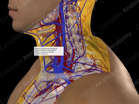 Anterior External Vertebral Venous Plexus Thoracic Complete Anatomy
