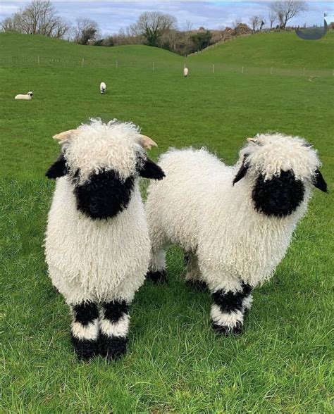 Mini Sheep Artofit