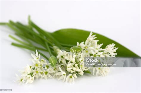 알륨 Ursinum 야생 곰 마늘 꽃 흰 Rmasons 버림 꽃 식물과 녹색 식용 잎 고립 0명에 대한 스톡 사진 및 기타 이미지 Istock