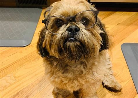 Hundreds Of The Best Nerdy Dog Names For Your Friend K9 Web