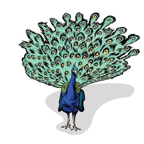 Beautiful Peacock Vector Illustration 15262404 Vector Art At Vecteezy