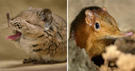 13 тварин із дивними носами які були подаровані природою не просто так ОЧМАНІТИ