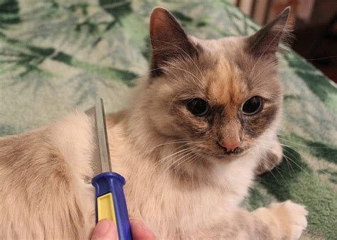 How To Know If Cat Has Fleas