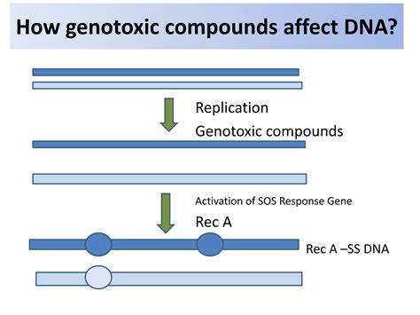 Bioindicators Of Genotoxic Compounds Ppt