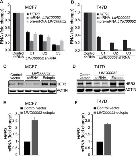 Linc00052 Increases Her3 Expression In Breast Cancer Cells A B