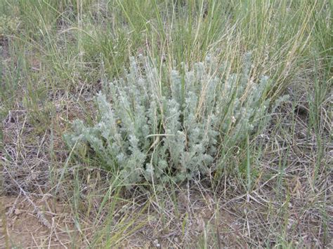 Fringed Sagebrush Plant Identification By Pamela Borden Trewatha Ph