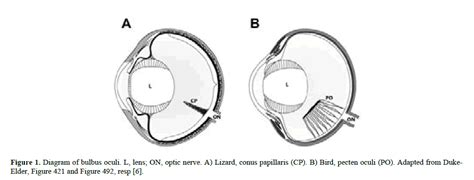 The Function Of Pecten Oculi Conus Papillaris In Reptiles And Its
