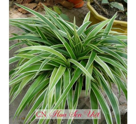 Cỏ Lan Chi Cung Cấp Trồng Và Chăm Sóc Cỏ Lan Chi