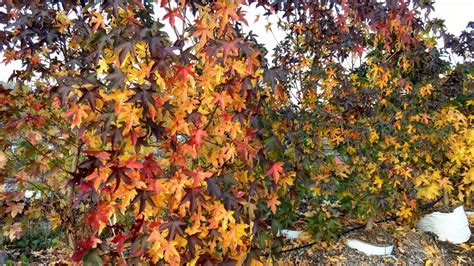 Liquidambar Styraciflua Possibility Place