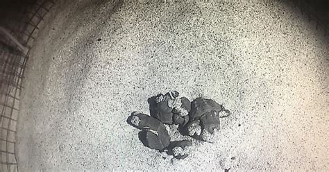 Bbc Earth Posted A Live Feed Of A Loggerhead Turtle Nest Album On Imgur