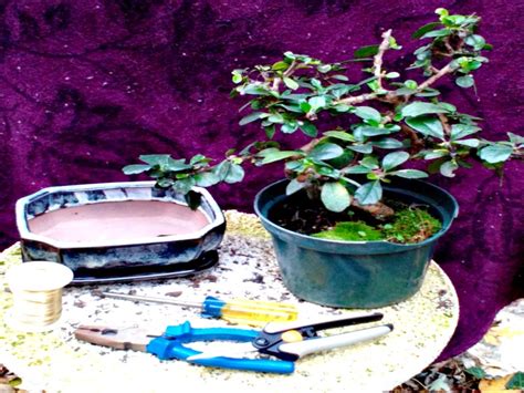 How To Start A Bonsai Tree