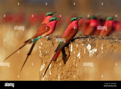 Beautiful Red Bird Southern Carmine Bee Eater Merops Nubicus