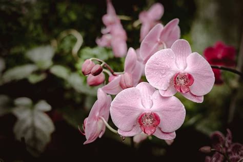 How To Revive An Orchid The Best Tips And Tricks