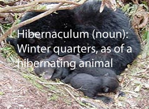 Hibernaculum Noun The Declaration
