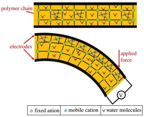 Schematic Of An Ipmc Sensor Application Of Force Leads To Bending Of
