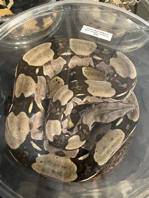 Emerald Tree And Other Boas I Saw At A Reptile Expo Yesterday Rboas