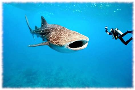 30 серпня яке свято іменини та прикмети дня Sara