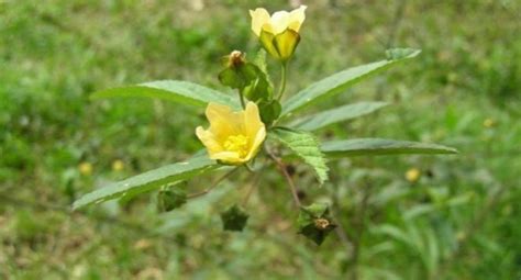 Sidaguri Tanaman Pencegah Asam Urat