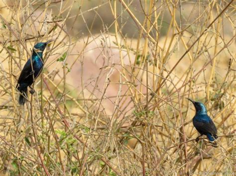 The Best Bridge Camera What To Look For