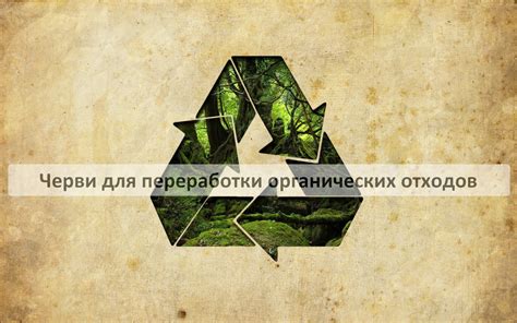 Черви для переработки органических отходов - Diptera