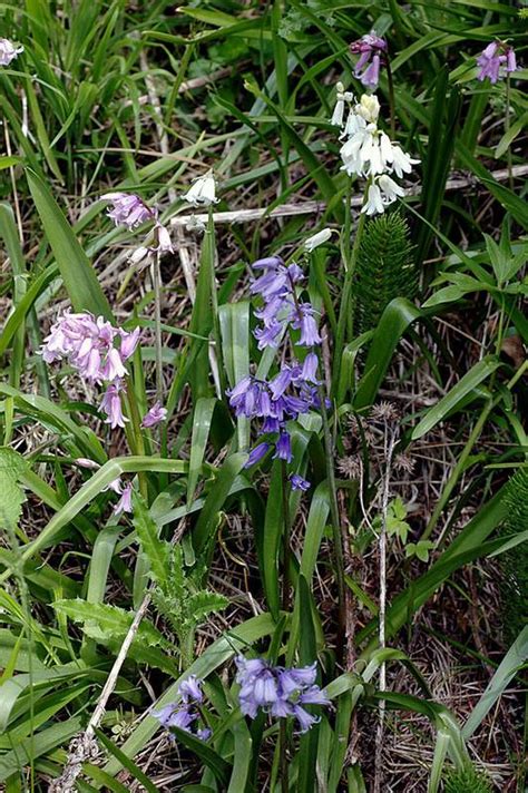 Hyacinthoides Non Scripta Burke Herbarium Image Collection