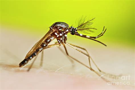 Adult Male Aedes Aegypti Resting Photograph By Science Photo Library Pixels Merch