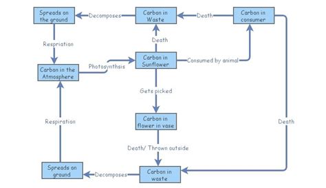Carbon In Sunflower Flow Chart Insight Maker