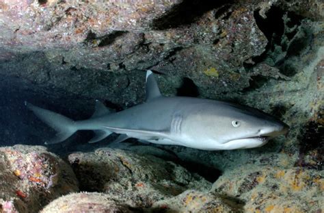 Whitetip Reef Shark Mote Marine Laboratory And Aquarium