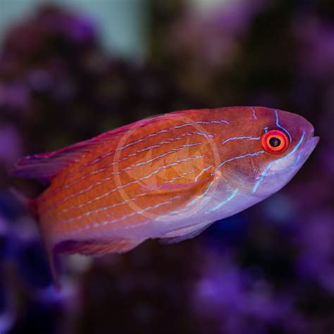 Wrasse Flasher Eight Line Paracheilinus Octotaenia Aquatics Unlimited