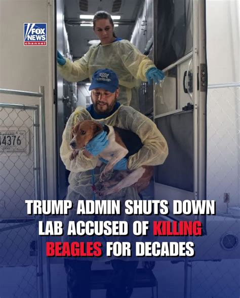Nih Closes Last Beagle Lab After 2133 Dogs Killed Following Trump