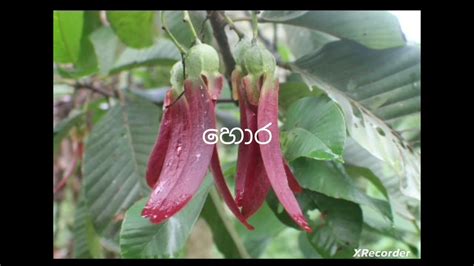 ශ්‍රී ලංකාවේ වද වී යන ශාක වර්ග Youtube