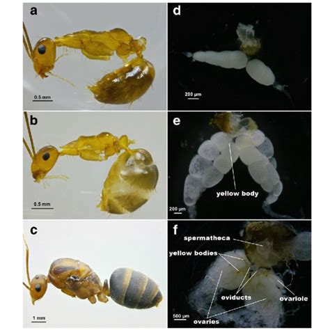 Pdf Worker Reproduction Of The Invasive Yellow Crazy Ant Anoplolepis Gracilipes
