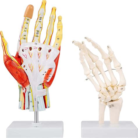 Buy Uigjiog7 Part Anatomical Hand Model Ligaments For Anatomy Life Size