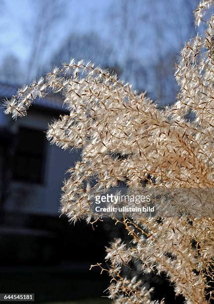 Mammutgras Photos and Premium High Res Pictures - Getty Images