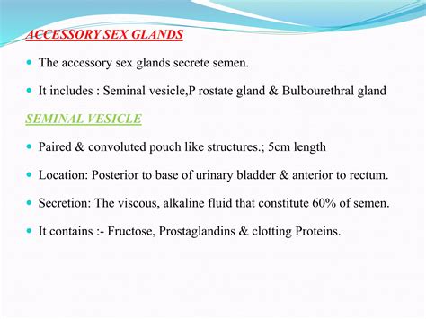 Ducts And Glands Of Male Reproductive System Part 2 Pptx