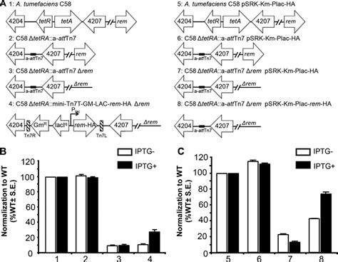 Chromosomal And Plasmid Based Complementation Of Motility In Rem A
