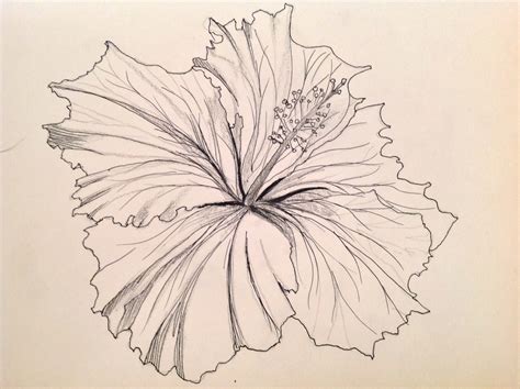 Hibiscus Flower Drawing Small
